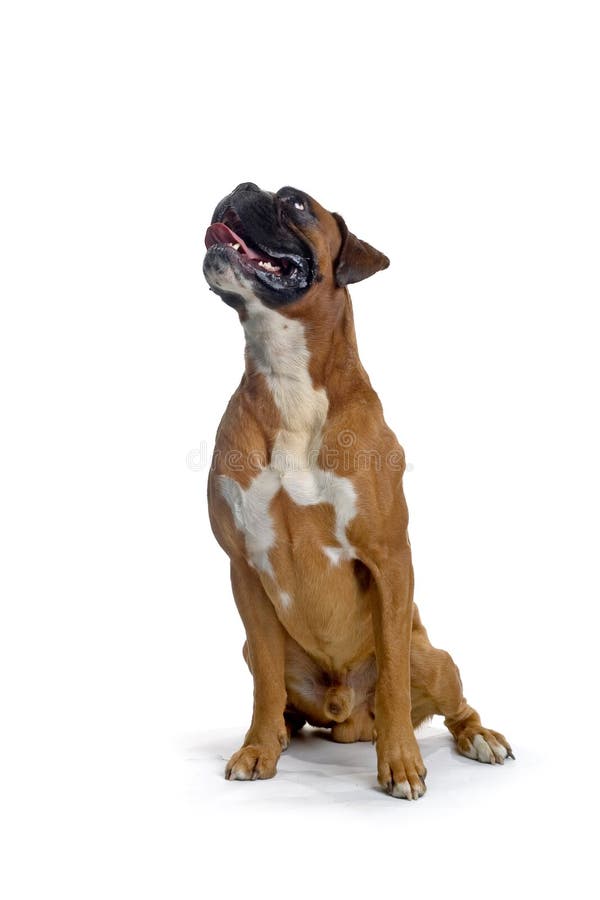 Brown boxer stock image. Image of white, stick, studio - 1579821