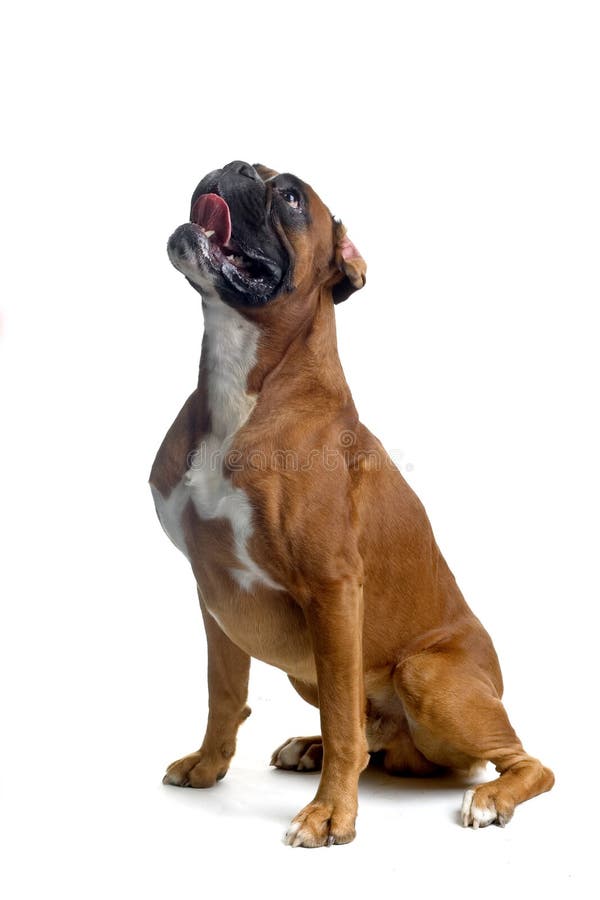 Brown boxer stock image. Image of strong, indoor, expression - 1579857