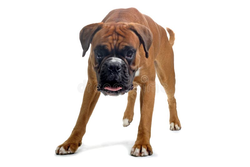 Brown boxer stock image. Image of strong, indoor, expression - 1579857
