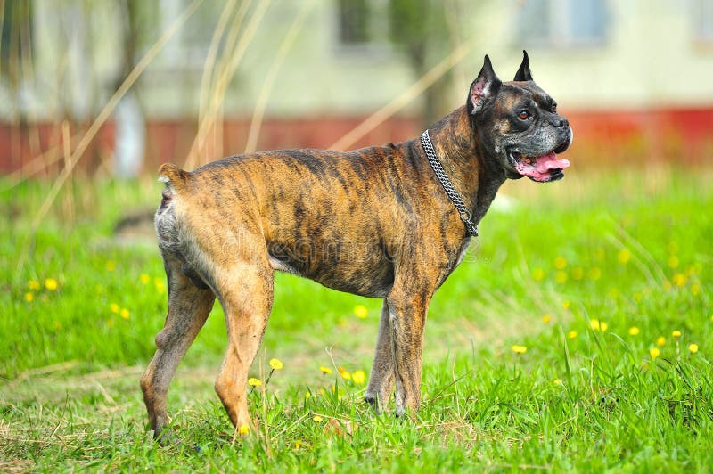Brown Boxer dog stock photo. Image of large, outdoor - 14375108