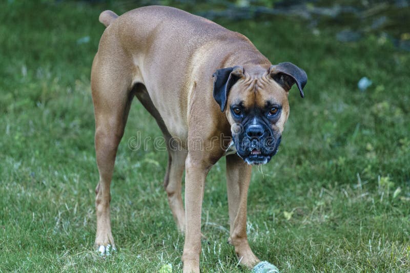 Brown Boxer Dog on a Grass stock image. Image of canine - 325743715