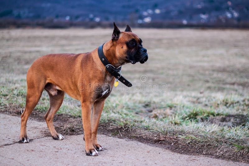Boxer dog stock photo. Image of mammals, broun, nature - 138658188