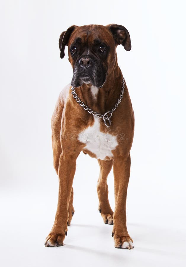 Brown boxer dog stock image. Image of front, loyal, view - 67293469