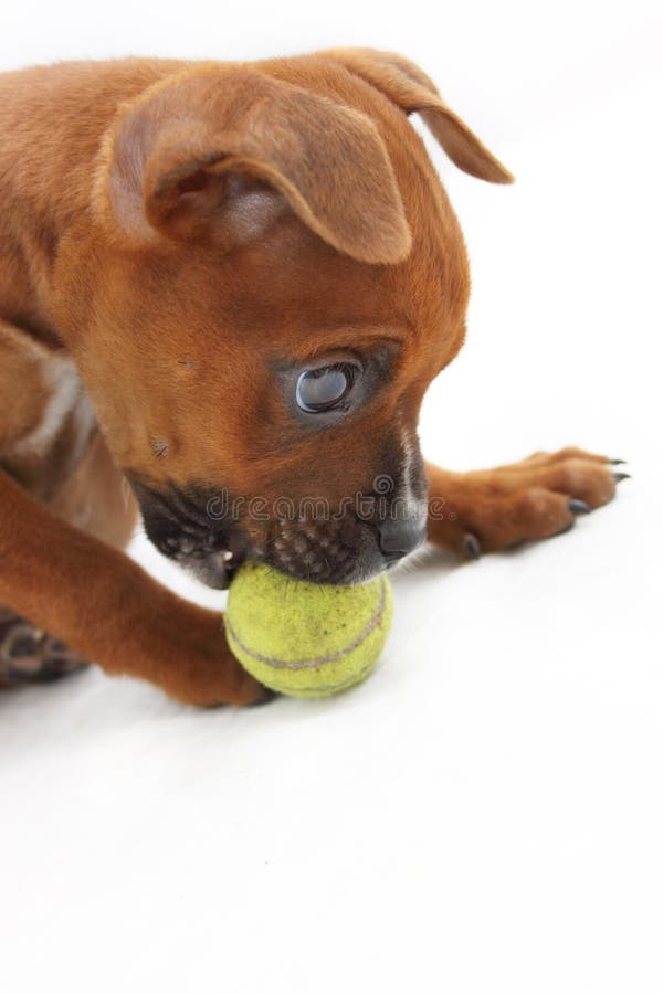 Brown Boxer Puppy Playing with a Green Ball Stock Photo - Image of ...