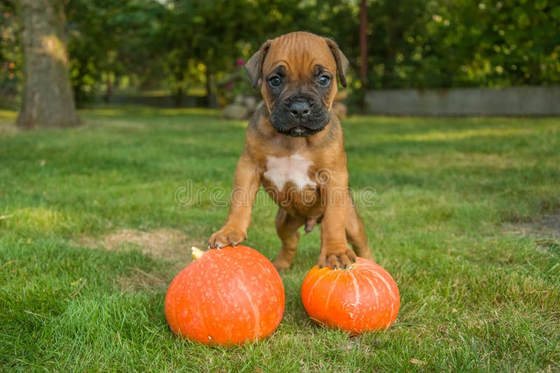 Brown Boxer Puppy Standing on Pumpkins Stock Image - Image of puppy ...