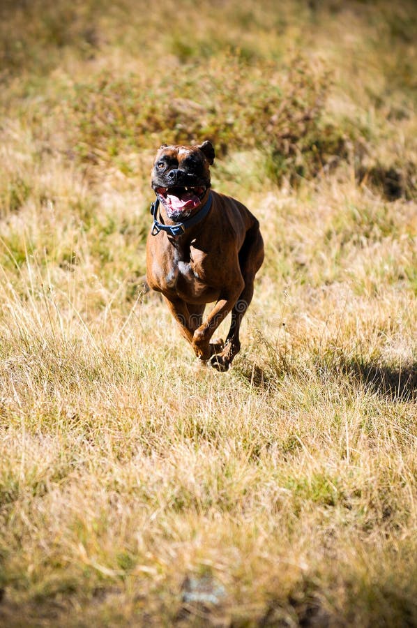 Brown boxer running stock image. Image of brown, canines - 12435907