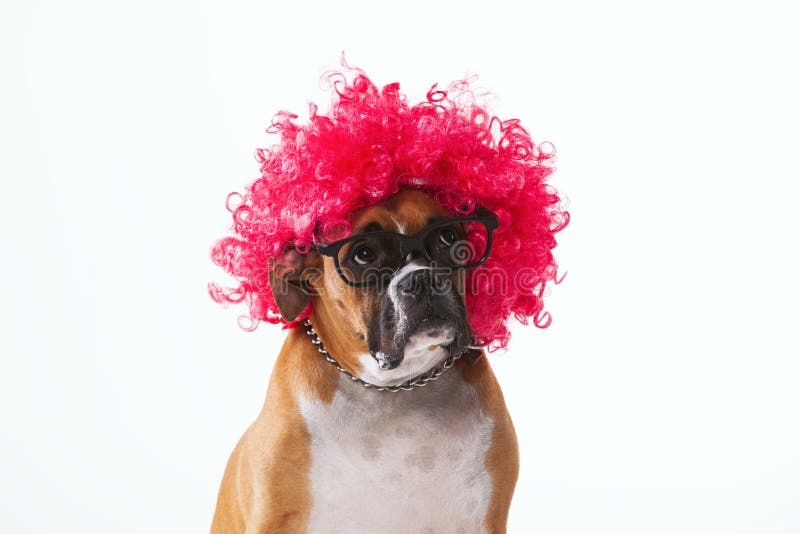 Brown boxer with a wig stock photo. Image of adorable - 67293472
