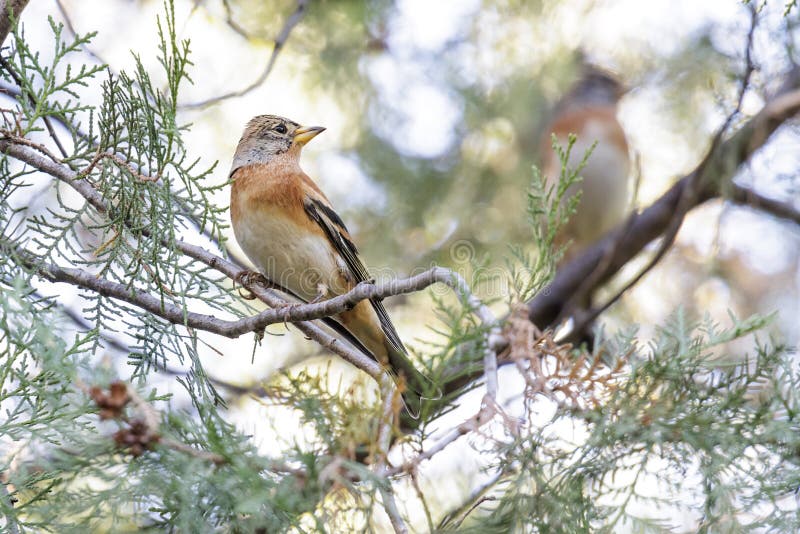 Brown Brambling bird stock photo. Image of birds, nature - 299007010