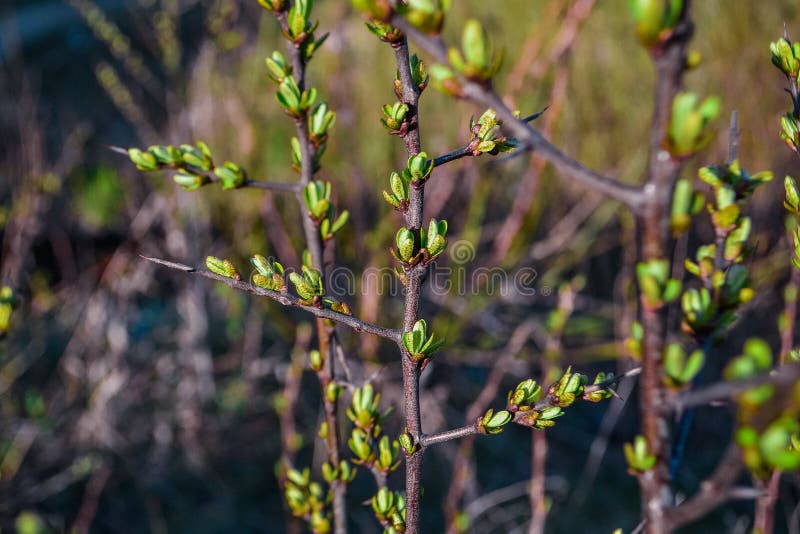 Brown Branches of a Bush Plant with Green Buds Sprouts with Leaves and ...