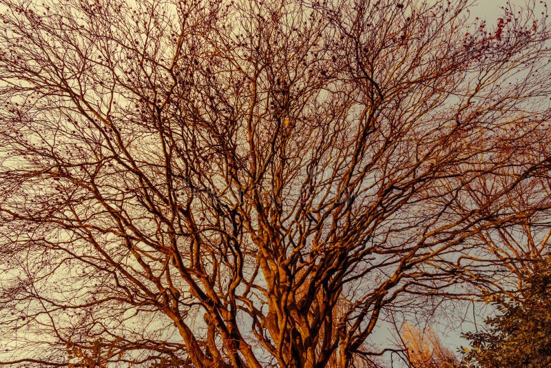 Brown Branches Tree in the Winter Season Stock Photo - Image of winter ...