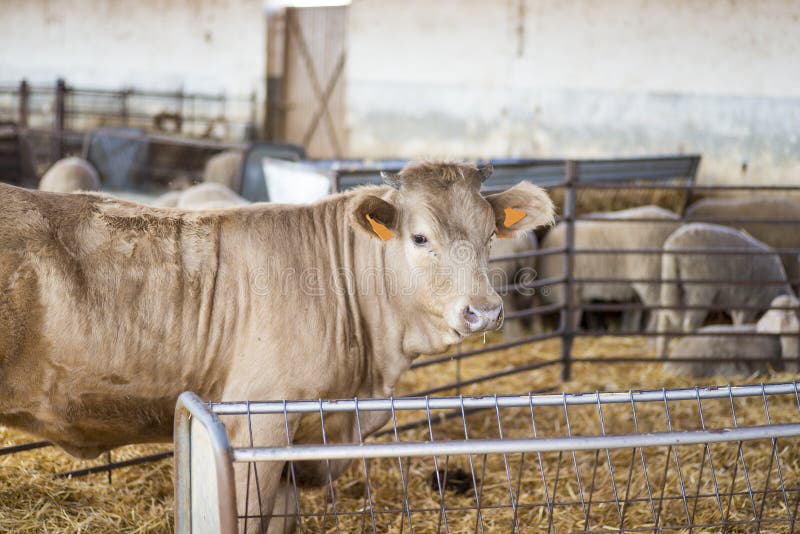 Brown Brave Cow Inside the Farm Stock Photo - Image of cattle, bravery ...