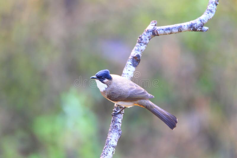 Brown-breasted Bulbul stock image. Image of thailand - 38063497