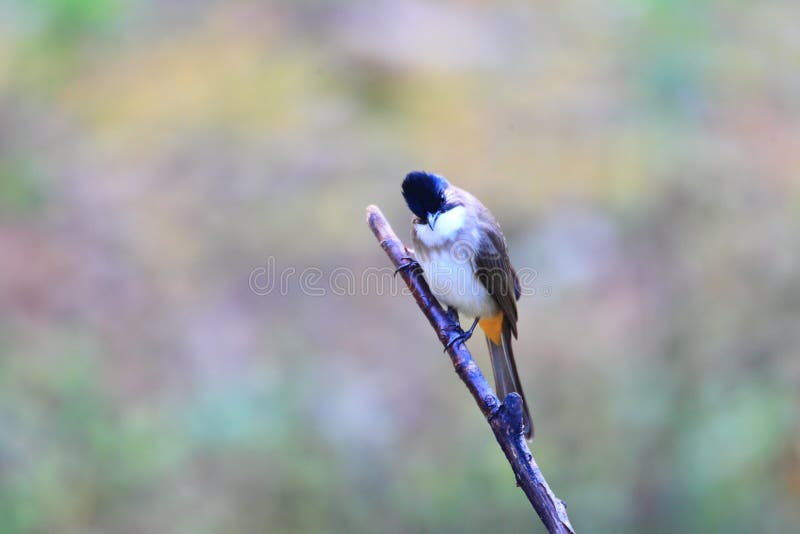 Brown-breasted Bulbul stock image. Image of bulbul, tropical - 38064527