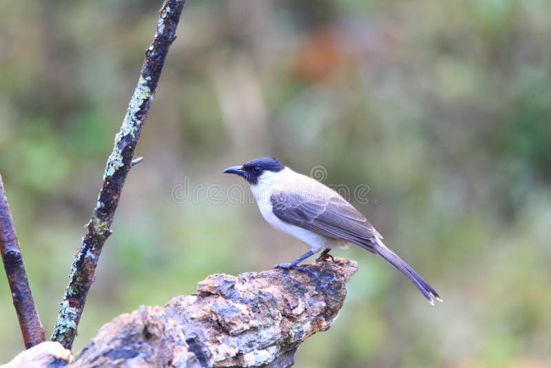Brown-breasted Bulbul stock photo. Image of pycnonotus - 38066162