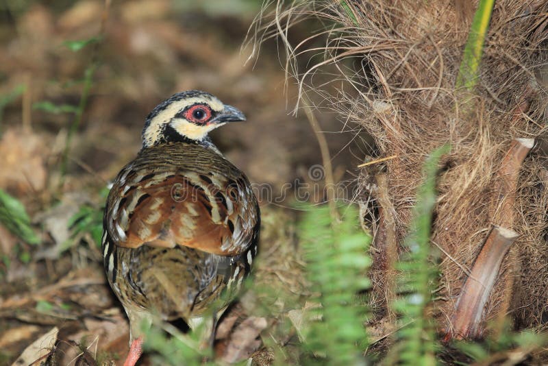 Brown-breasted Hill Partridge Stock Photo - Image of animal ...