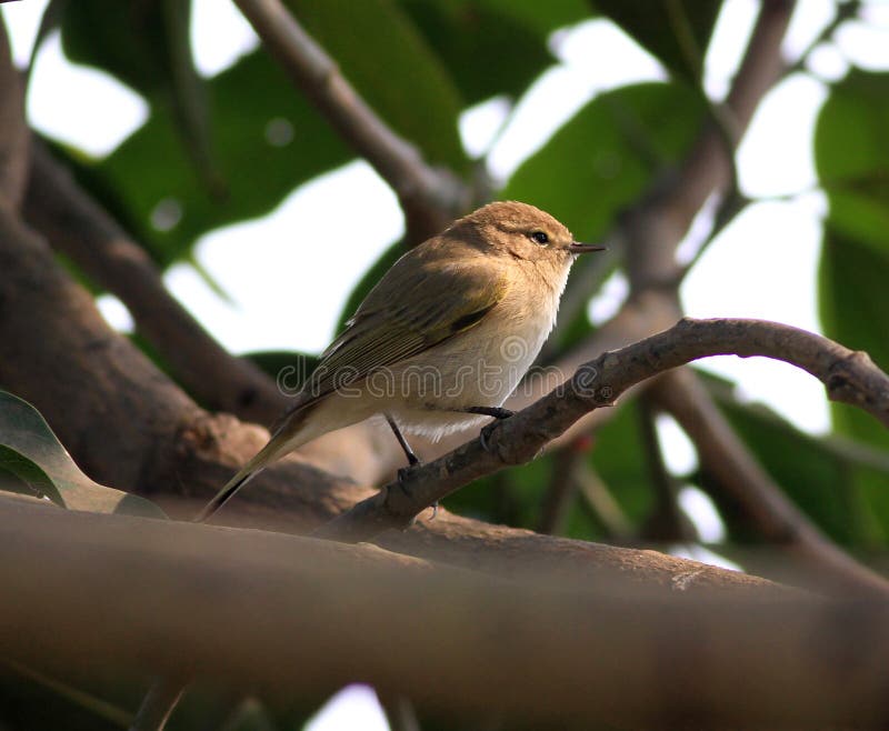 Brown breasted robin stock photo. Image of trees, orientel - 18123364