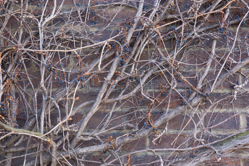 224 Withered Grape Vine Stock Photos - Free & Royalty-Free Stock Photos ...