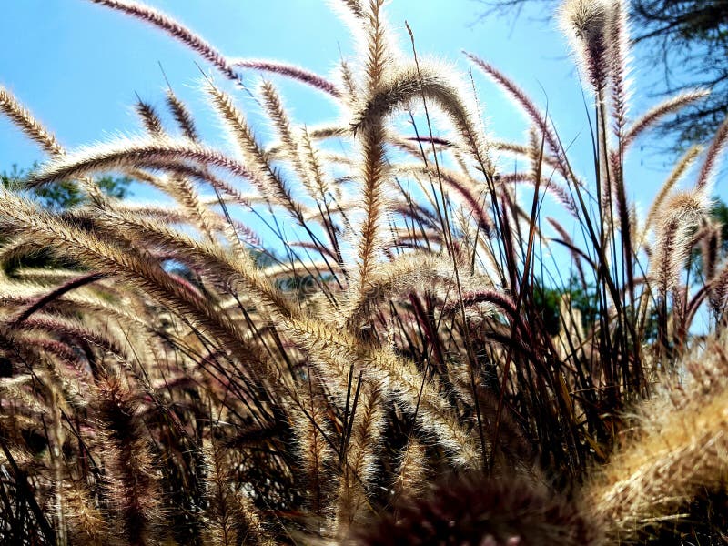 Brush Plants in a Lush Green Forest, Growing in an Arch so that the ...