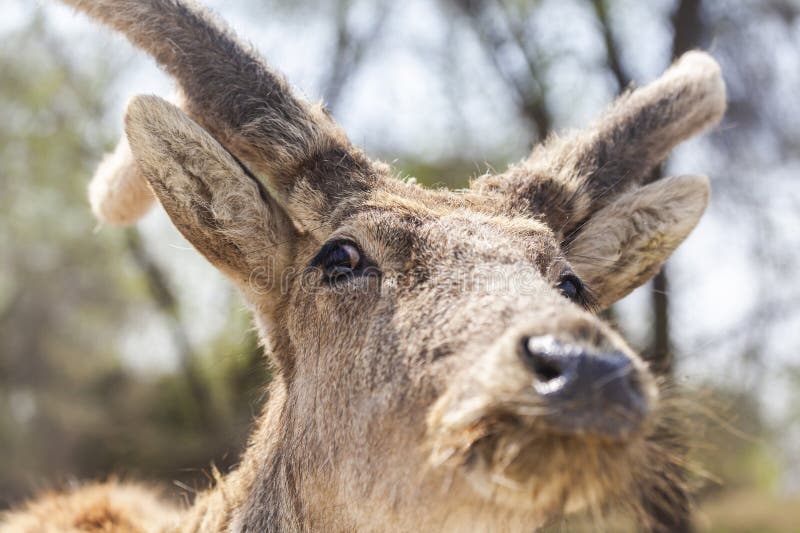 A Brown Buck, Focus on Buckeyes Stock Photo - Image of mane, mammal ...