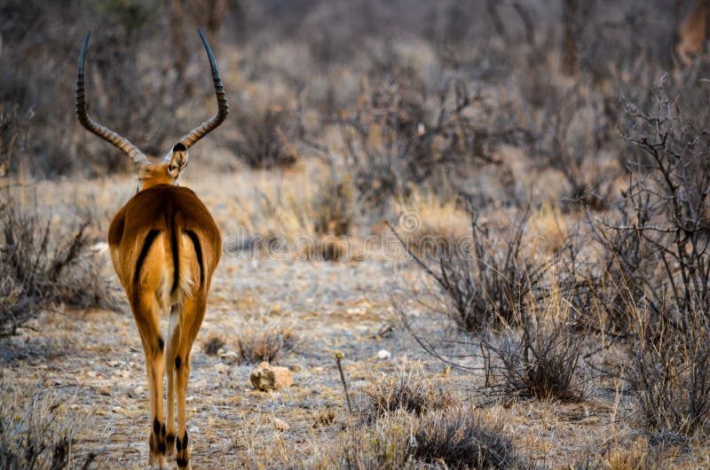 Brown Buck Photo fotografering för bildbyråer. Bild av foto - 111823961