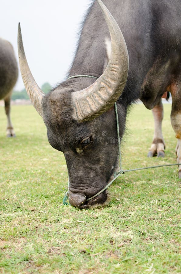Brown Buffalo Eat Green Grass. Stock Photo - Image of bovine, tropical ...