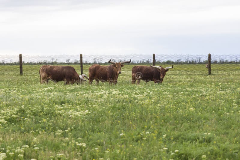 Brown Buffalo Graze in the Spring Steppe Stock Image - Image of park ...