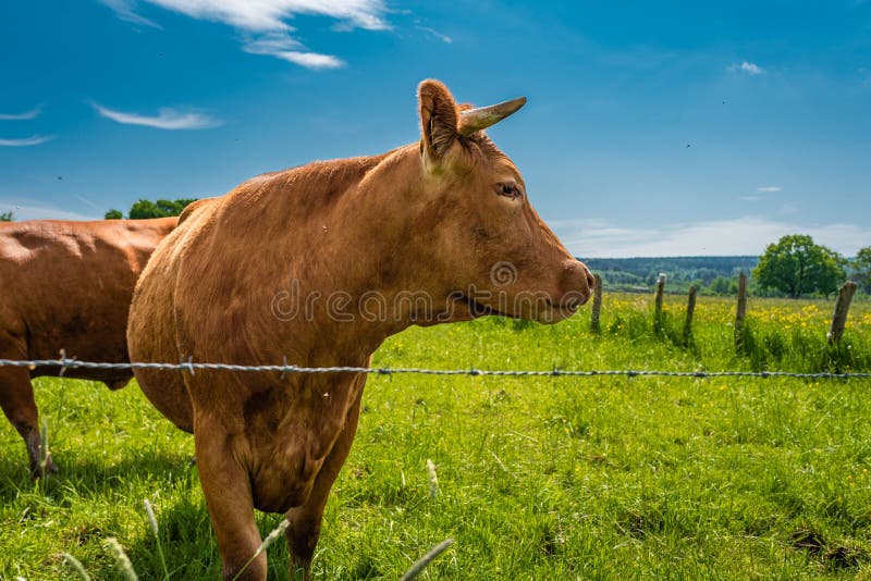 Brown Buffalo Inside the Wired Fence in the Meadows Stock Photo - Image ...