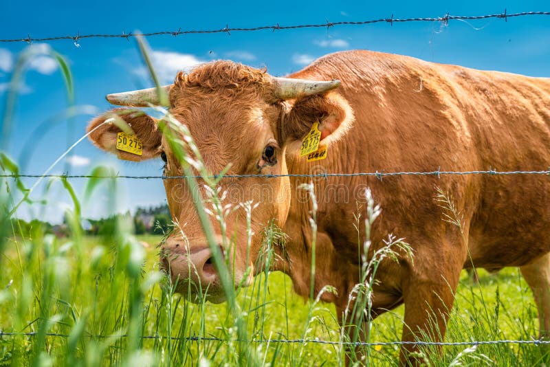 Brown Buffalo Inside the Wired Fence in the Meadows Stock Photo - Image ...