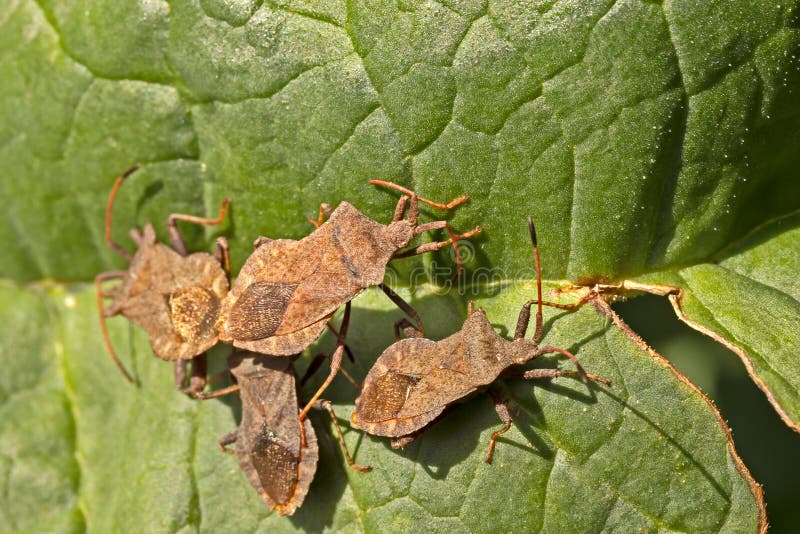 Brown Bug Close-up on a Leaf Stock Image - Image of macro, close: 218651783