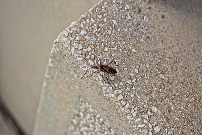 162 Vampire Bug Stock Photos - Free & Royalty-Free Stock Photos from ...