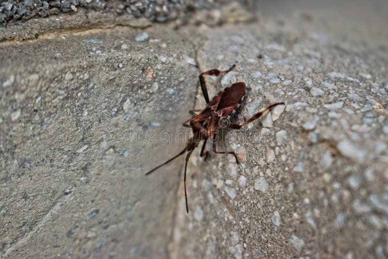 162 Vampire Bug Stock Photos - Free & Royalty-Free Stock Photos from ...