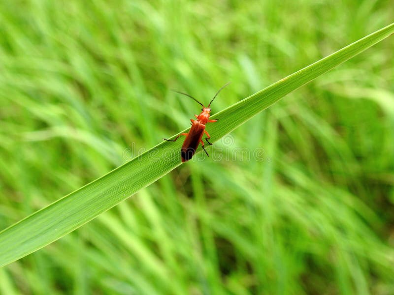 Brown Bug on Green Grass , Lithuania Stock Photo - Image of lithuania ...