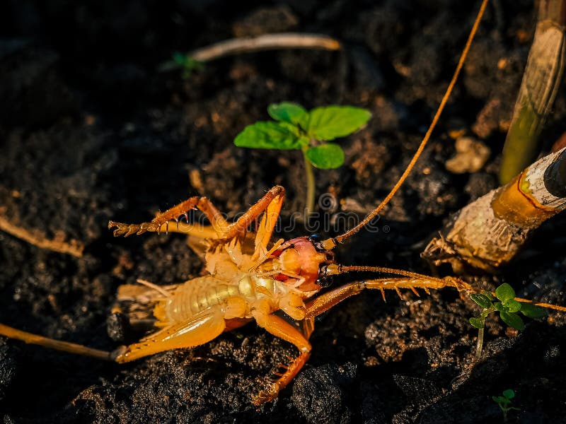 A Brown Bug is Laying on the Ground Stock Image - Image of animal ...