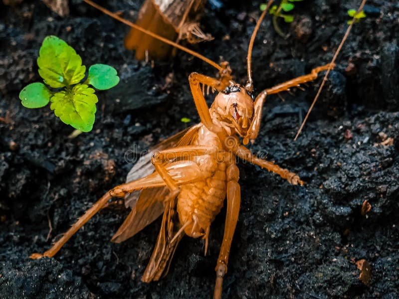 A Brown Bug is Laying on the Ground Stock Image - Image of animal ...