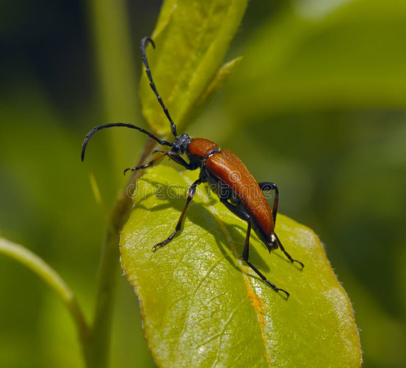 The Brown Bug with Long Moustaches Stock Image - Image of sheet ...