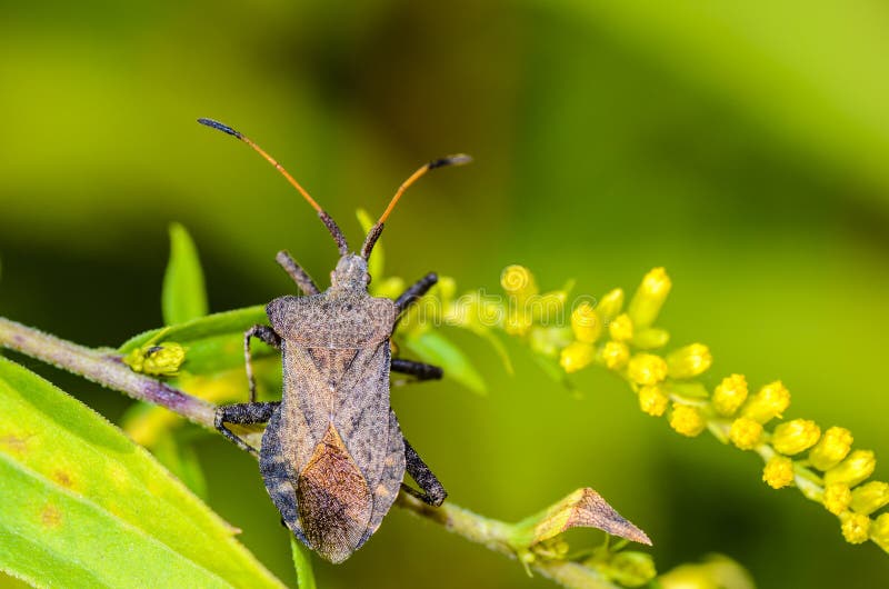 Brown Bug with Long Mustache Stock Photo - Image of blossoming, chinch ...
