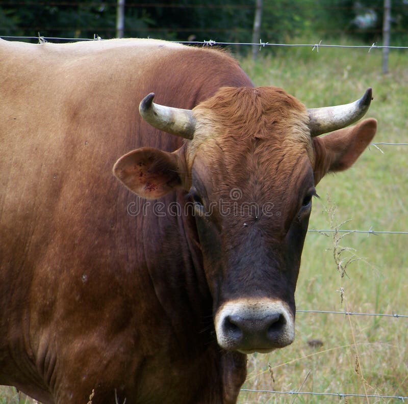 Brown Bull stock photo. Image of herd, herbivores, animals - 1745254