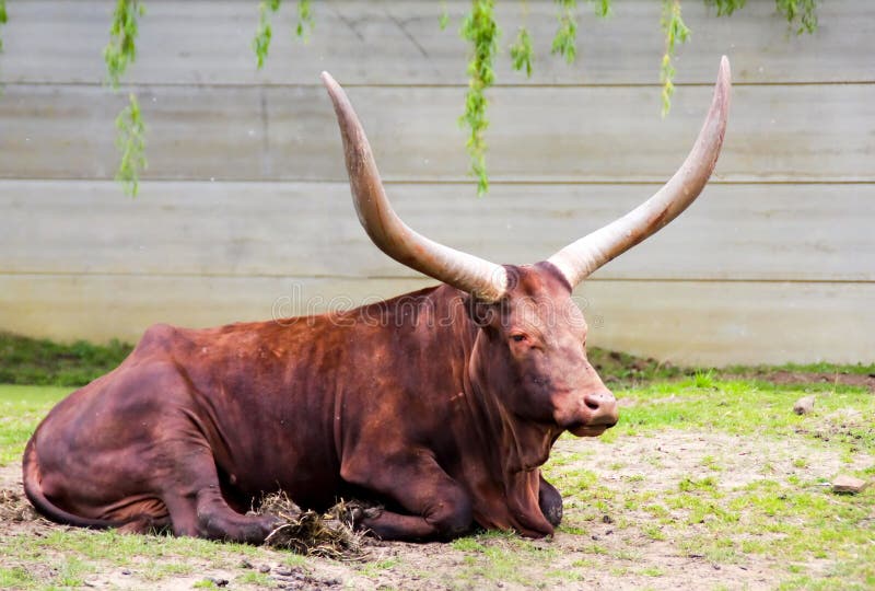 Brown bull stock image. Image of beef, natural, lying - 19579379