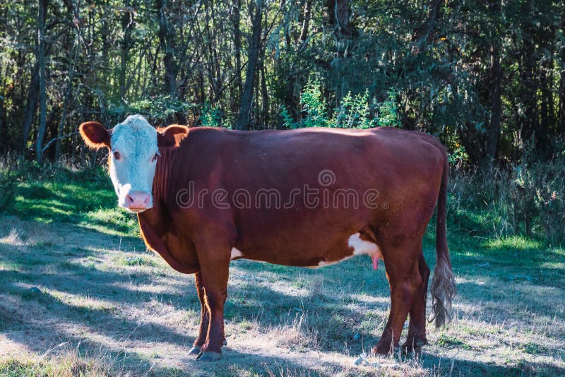Black Bull without Horns, in Argentina Stock Photo - Image of male ...