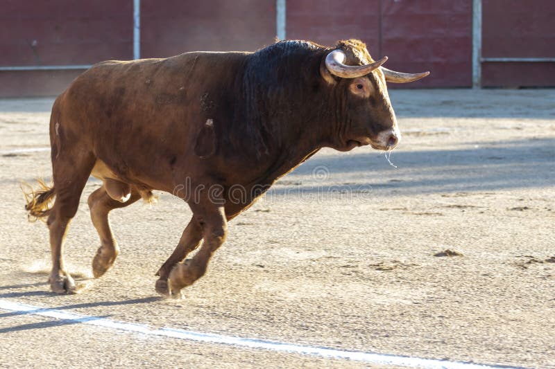 Brown bull in a bullring stock photo. Image of herbivore - 340689964