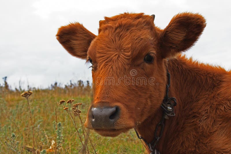 Brown bull-calfe stock photo. Image of calfe, symbol, year - 6549974