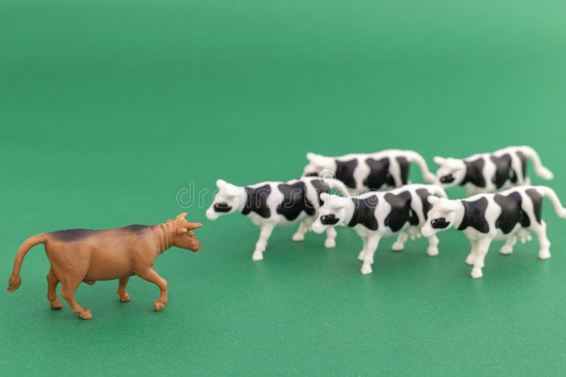 A Brown Bull with a Group of Black and White Cow Stock Image - Image of ...