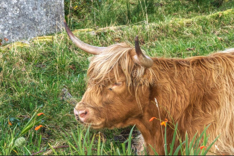 Brow Highland Cow in Rural Ireland Stock Photo - Image of scottish ...