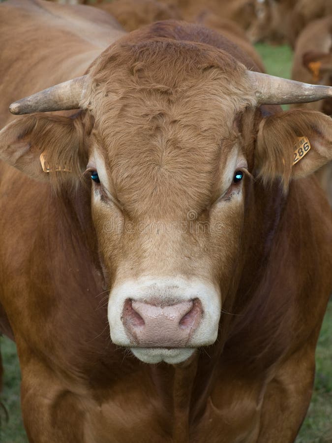 Brown Bull Portrait stock image. Image of country, food - 51046861