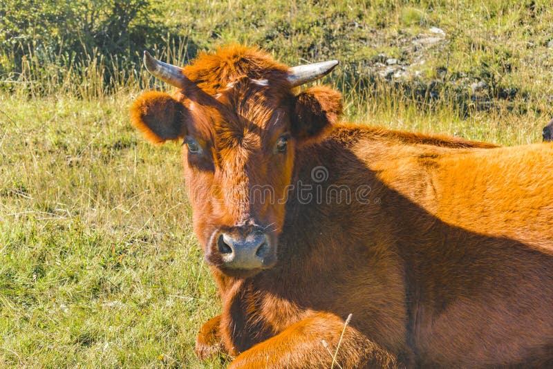 Brown Bull at Meadow, Patagonia, Chile Stock Photo - Image of bull ...