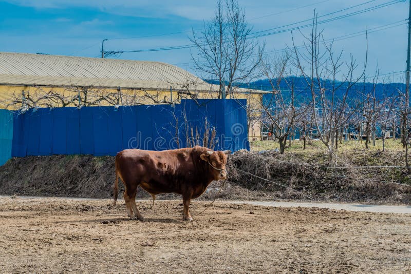 Brown Bull Standing in Field Stock Image - Image of farming, male ...