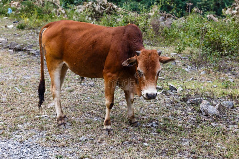 Brown Bull Stands on the Side of the Road in the Mountains Stock Photo ...