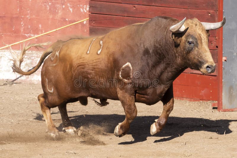 Brown Bull Starting the Race Stock Photo - Image of corbett, baby ...