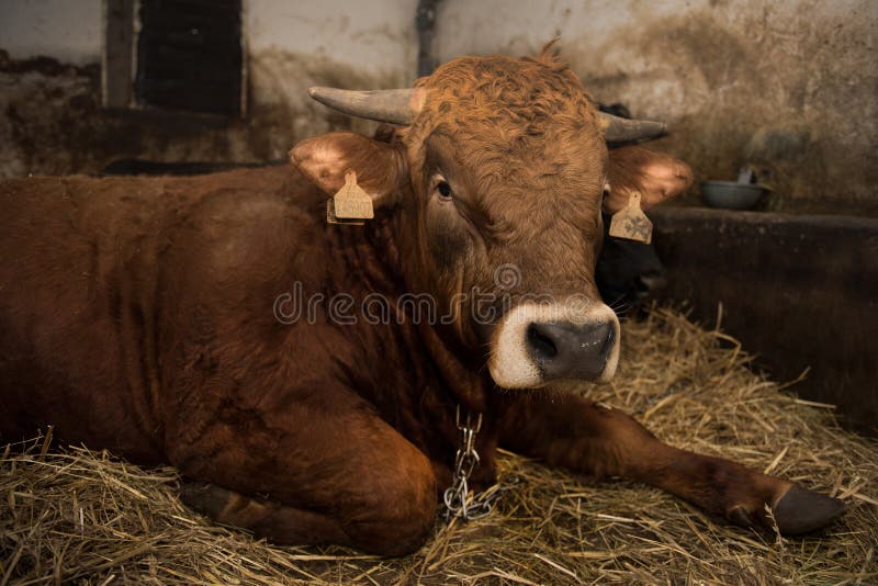 Brown bull stock image. Image of bull, animal, brown - 50871333