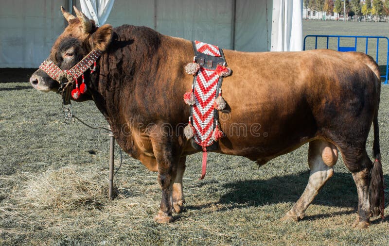 Brown Bull with Traditional Turkish Fabric on it on Green Grass Stock ...
